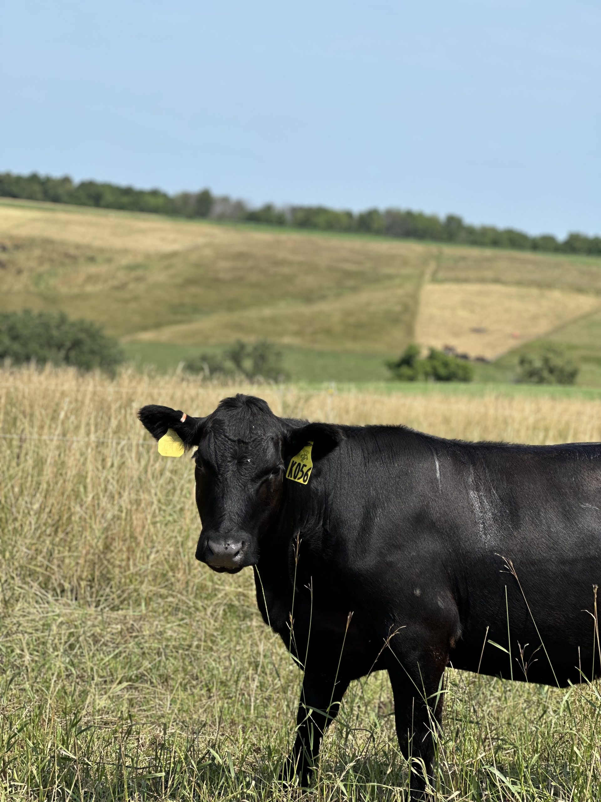 Forage Systems Agroecology – College of Agricultural & Life Sciences