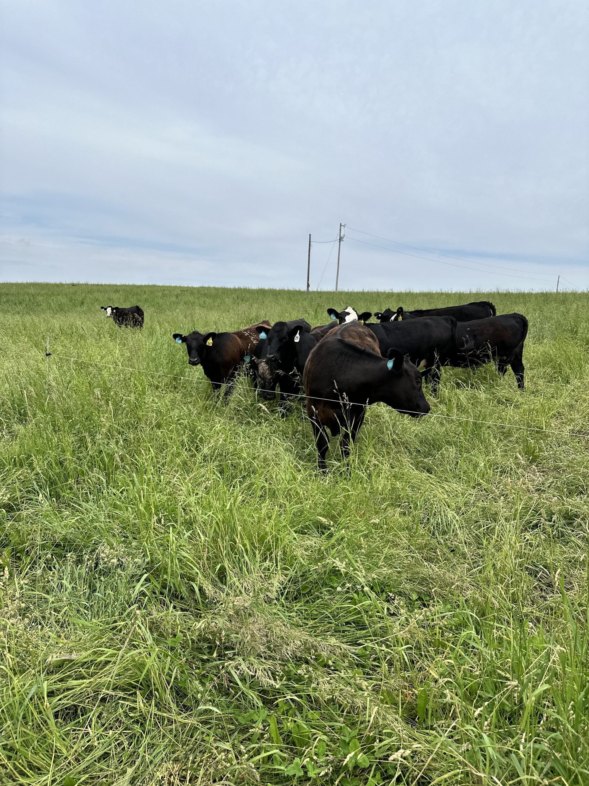 Forage Systems Agroecology – College of Agricultural & Life Sciences