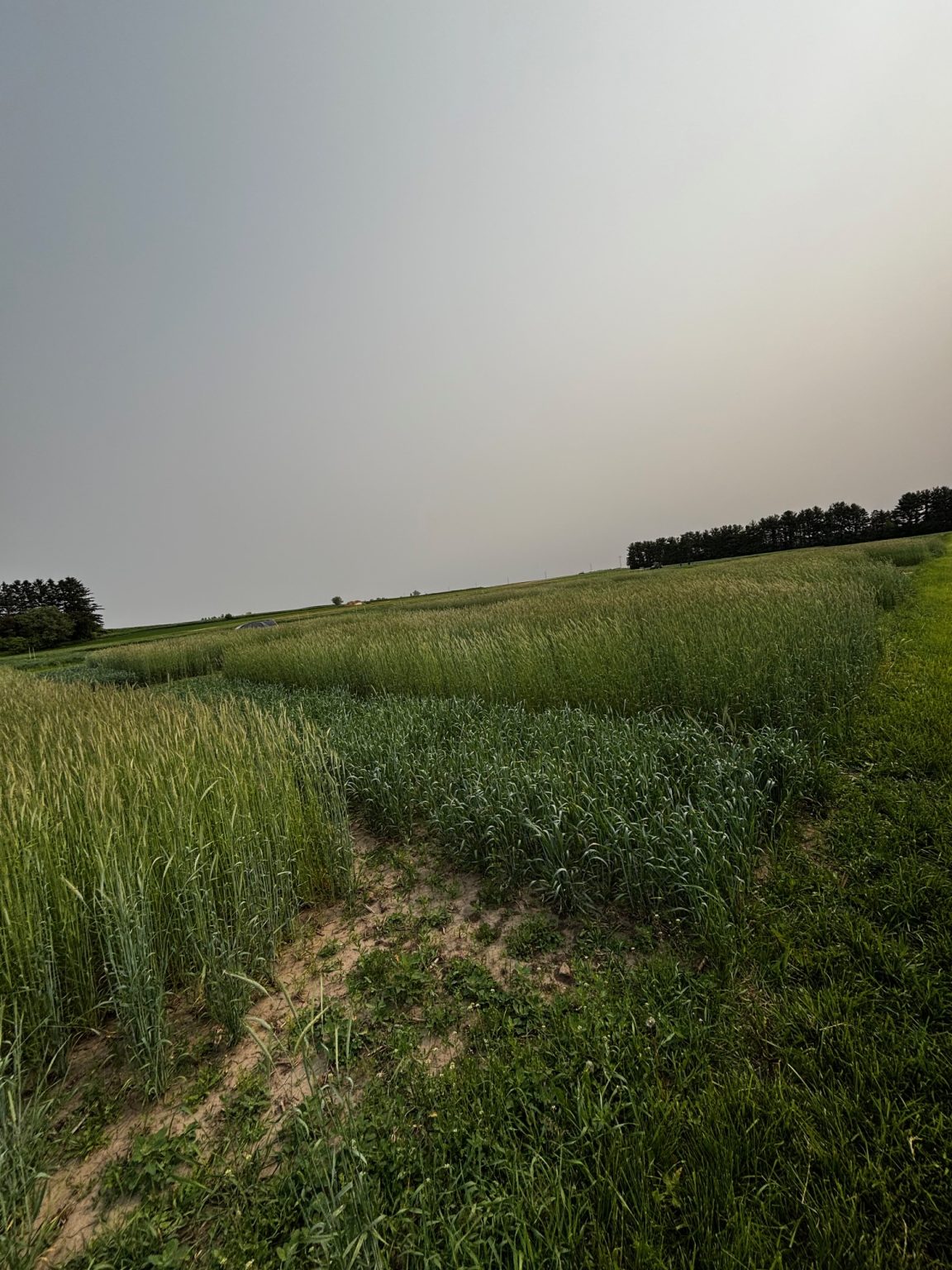 Research – Forage Systems Agroecology